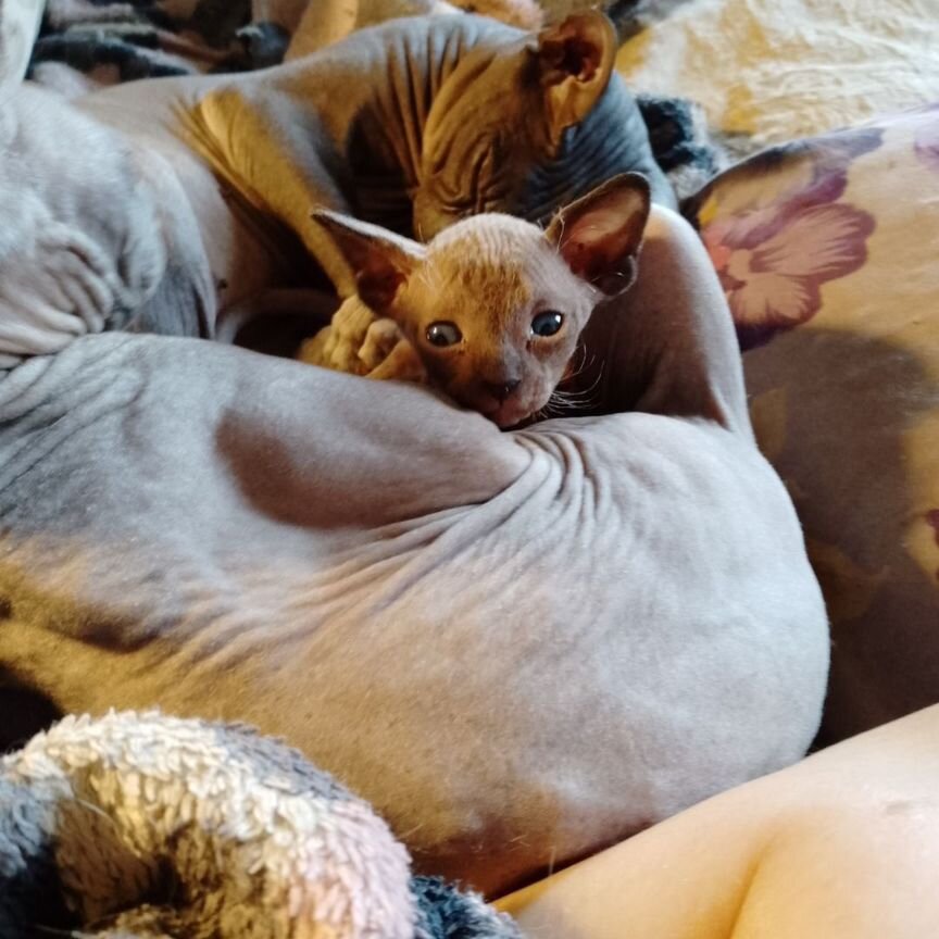 Канадский сфинкс котенок