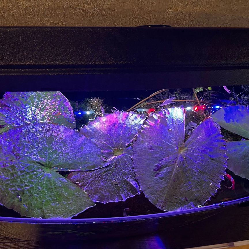 Аквариумные растения