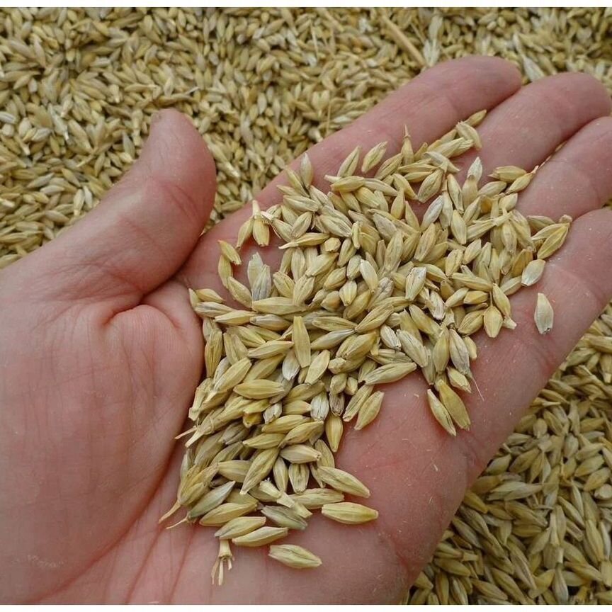 Зерно ячмень