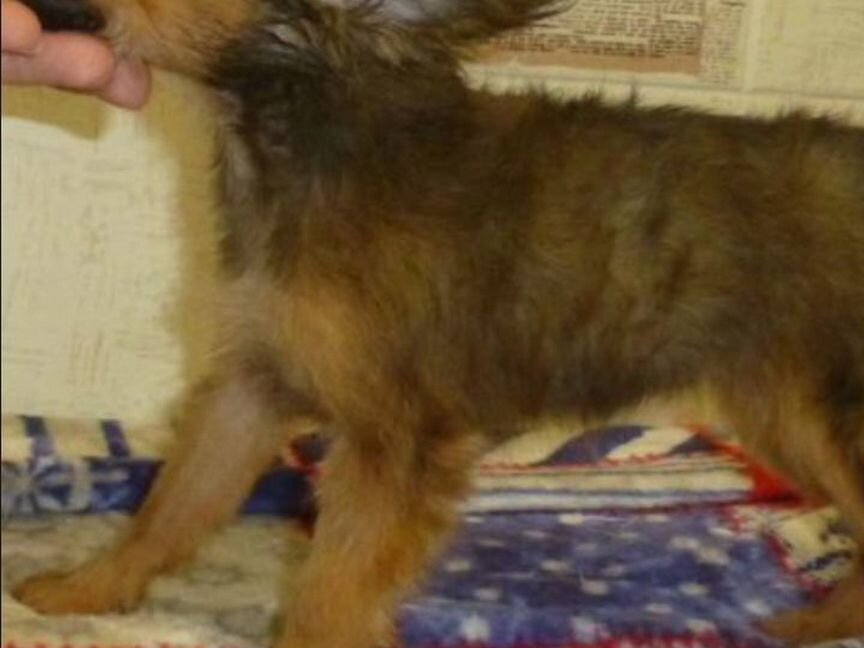 Той-терьер длиношёрстный