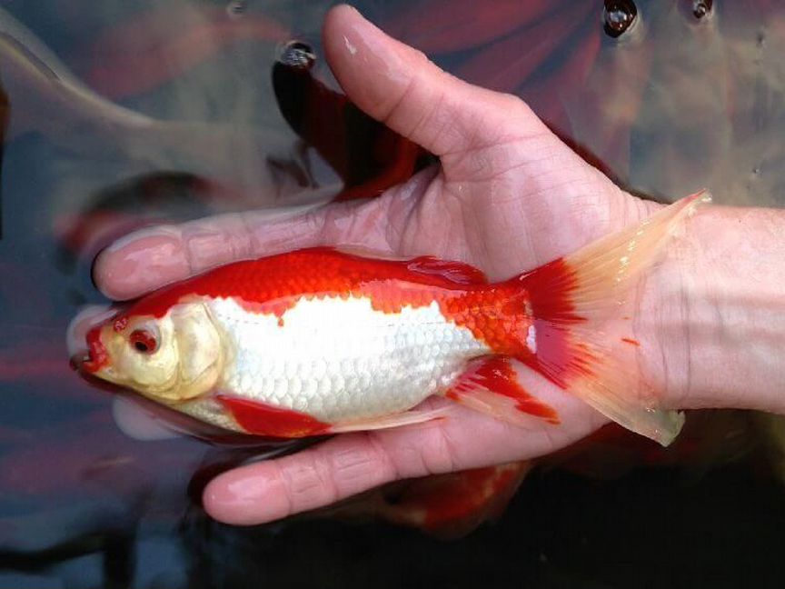 Карась декоративный) для пруда