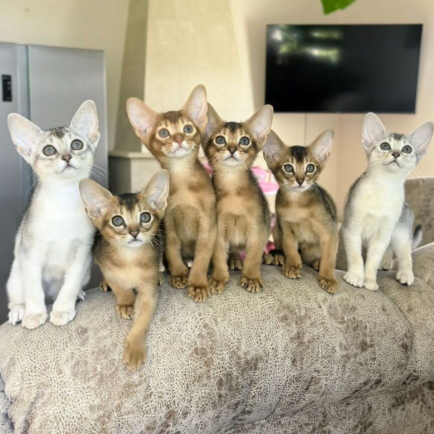 Абиссинские котята эксклюзивное серебро