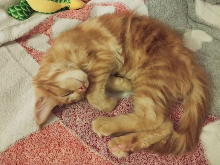 Кошки