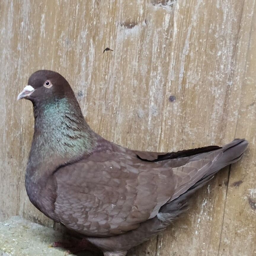 Продажа голубей