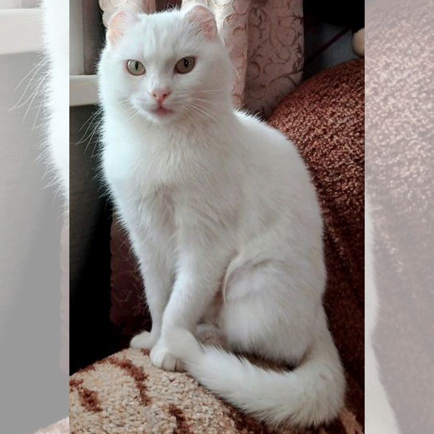 Кошечка в добрые руки
