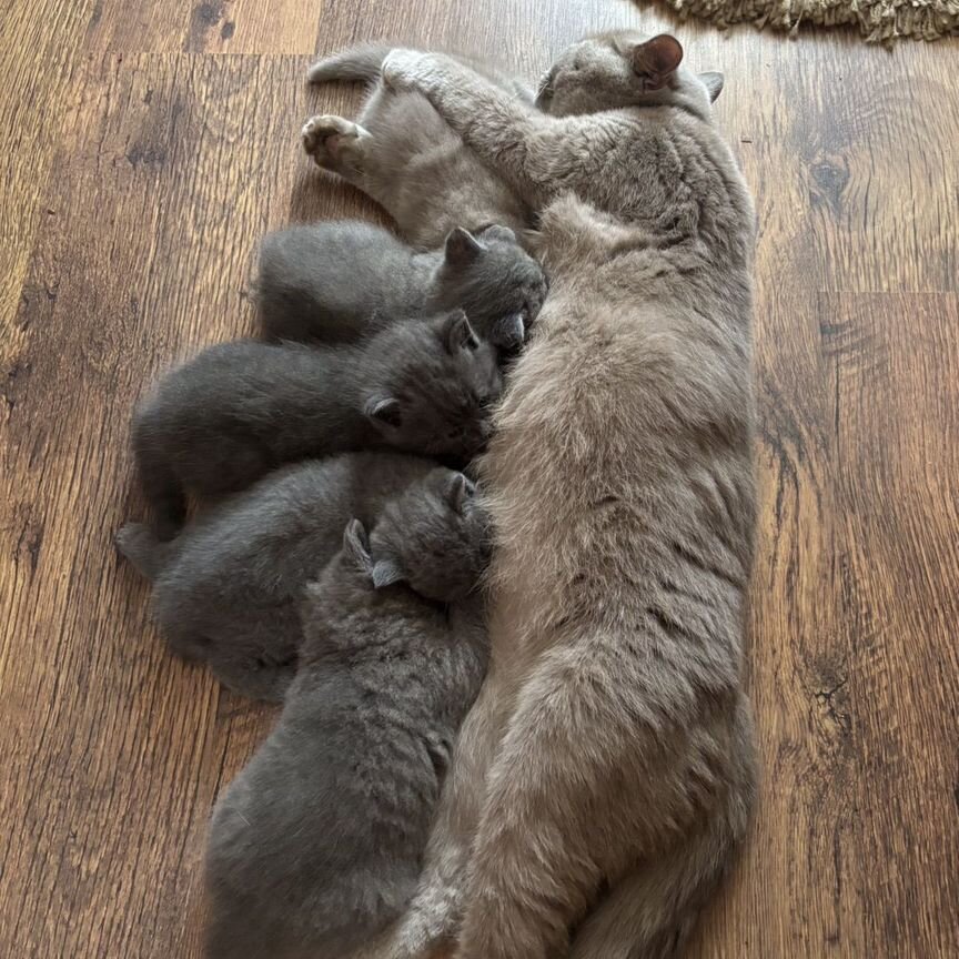 Британские котята