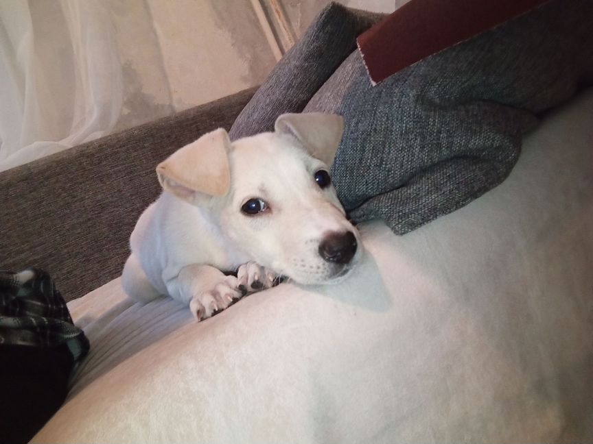 Щенки питбультерьера