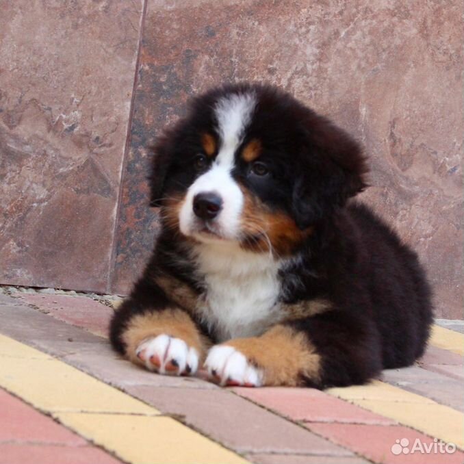 Берномишки