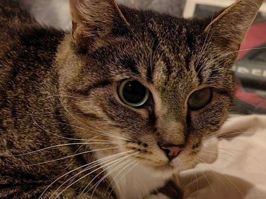 Скромная кошечка