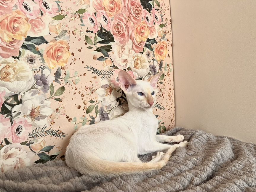 Ориентальные котята