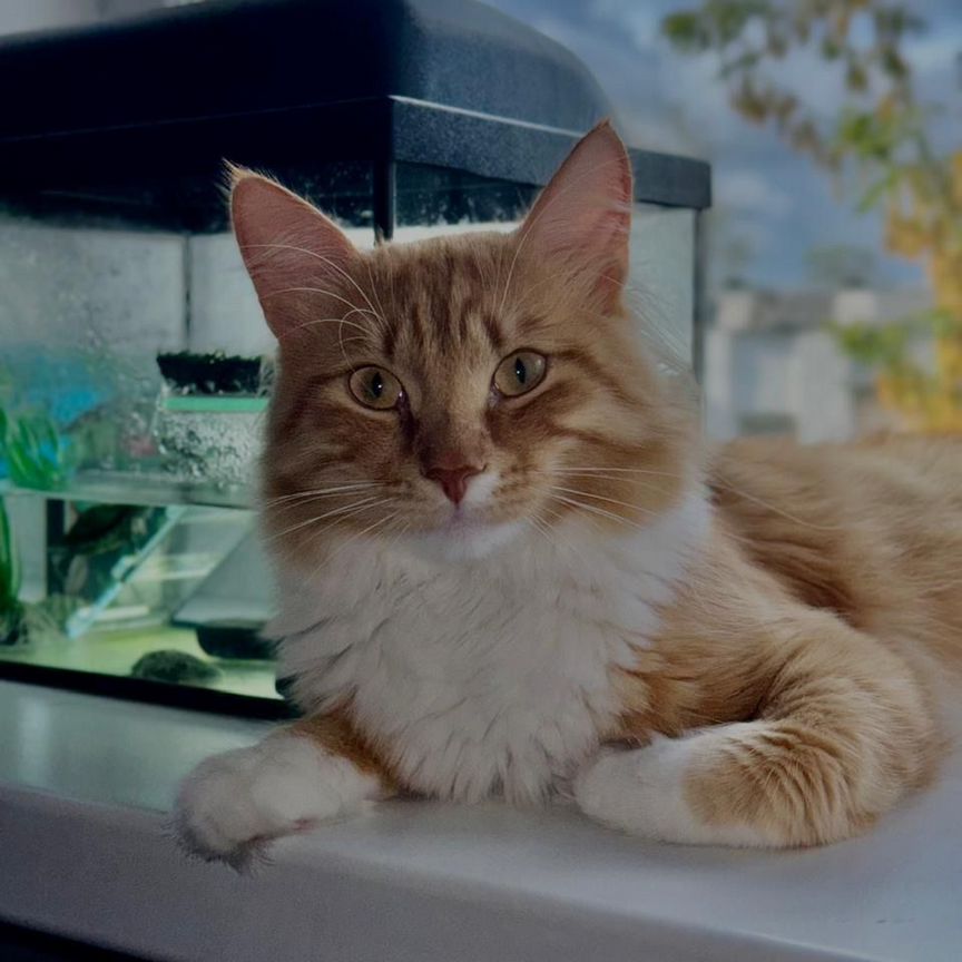 Кот