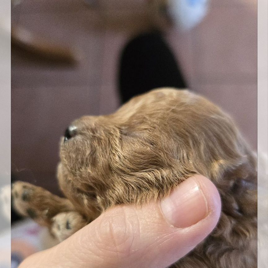 Мальтипу, щенок