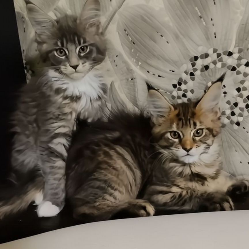 Мейн-кун котёнок