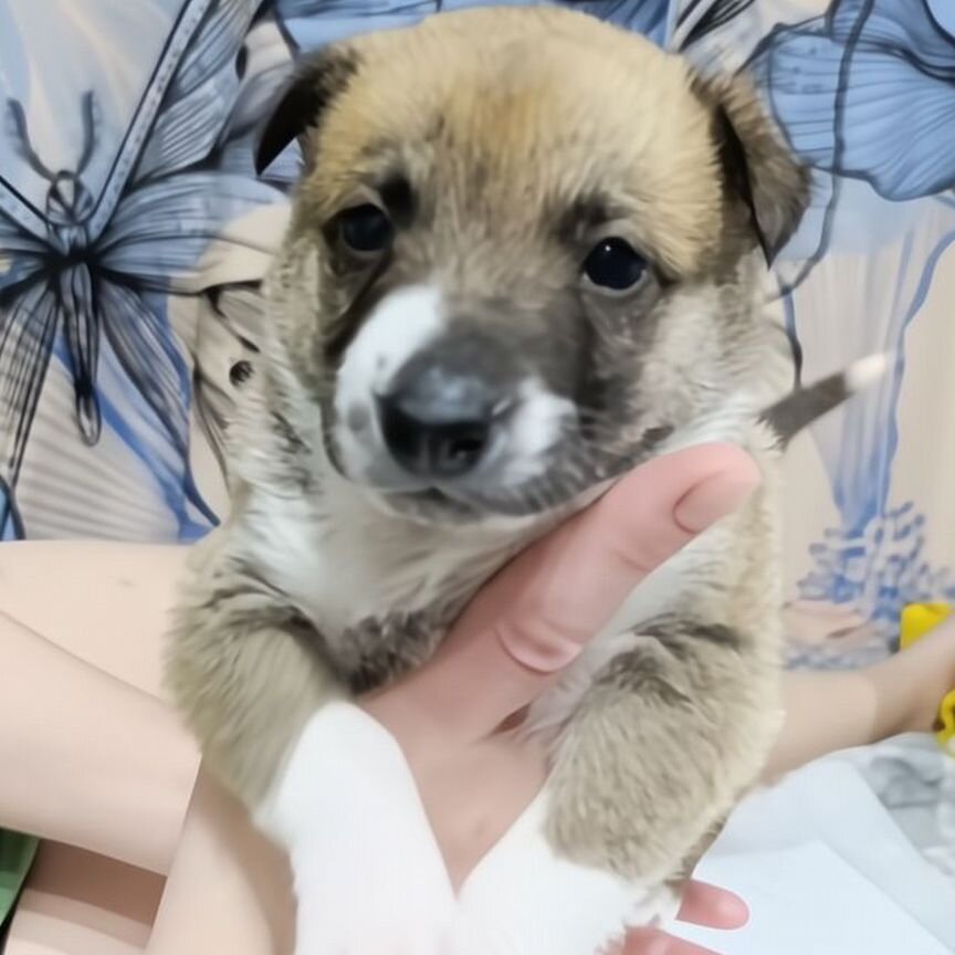 Западносибирская лайка, щенок