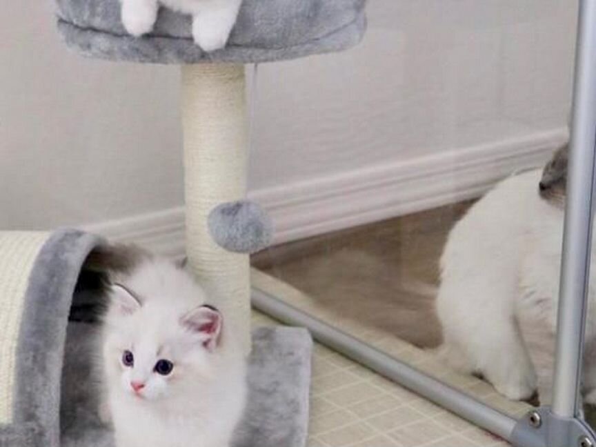 Девчушка Рэгдолл