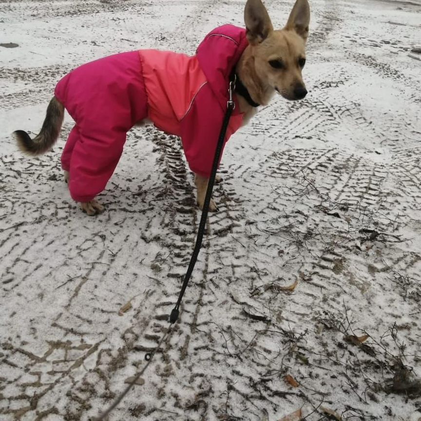 Снежок ищет дом