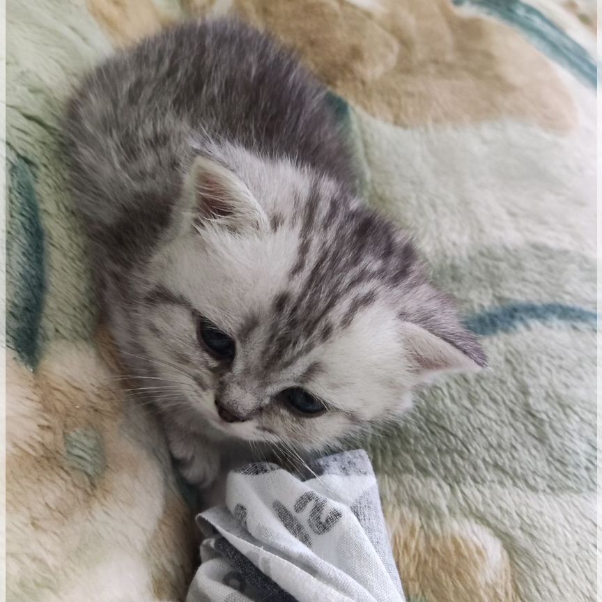Британский короткошёрстный котёнок