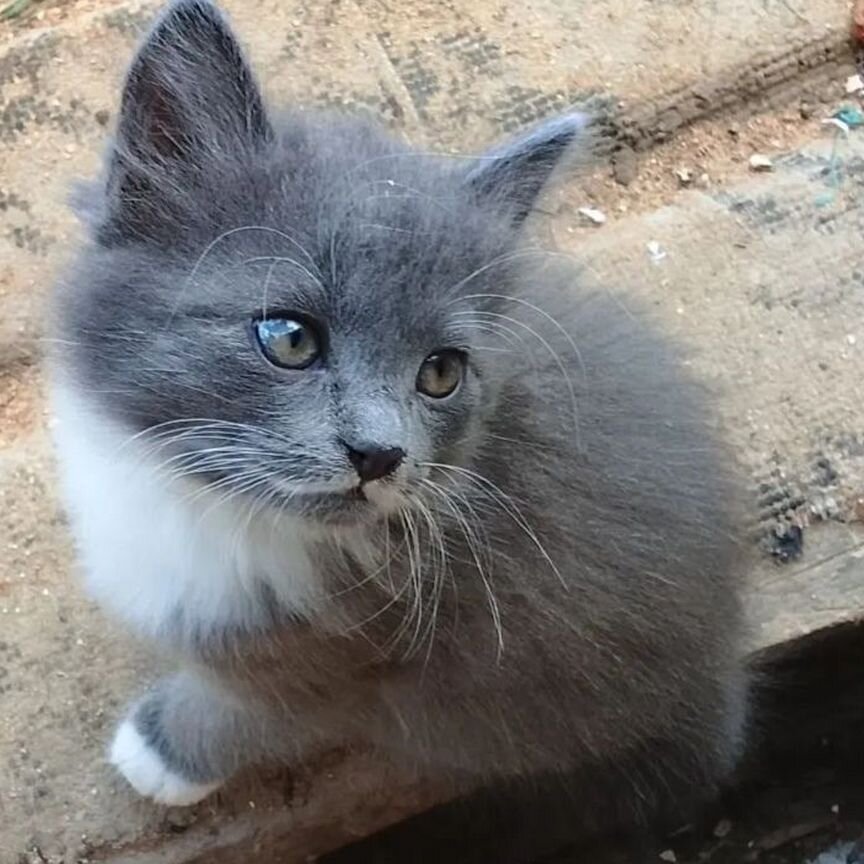 Котёнок в добрые руки