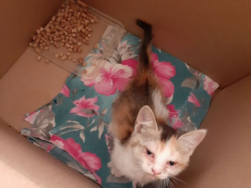 Котенок в добрые руки