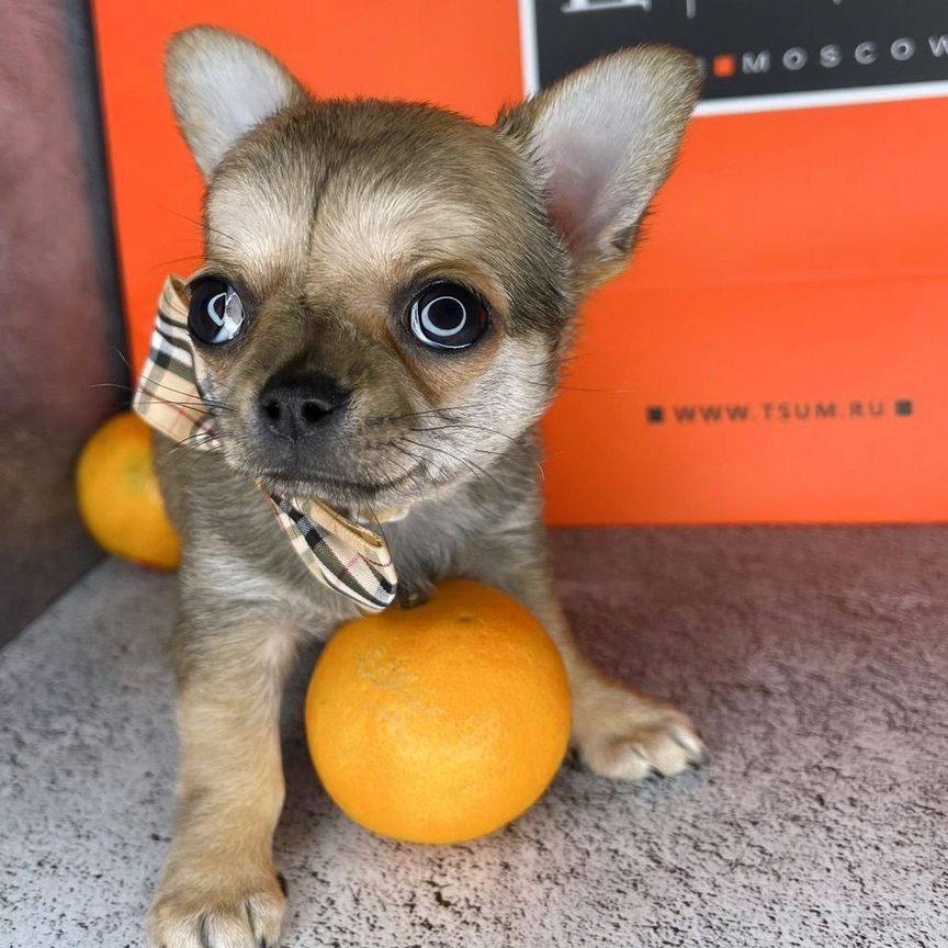 Крошечный мини малыш чихуахуа