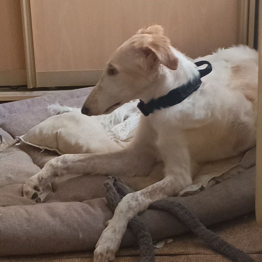 Русская псовая борзая, щенок