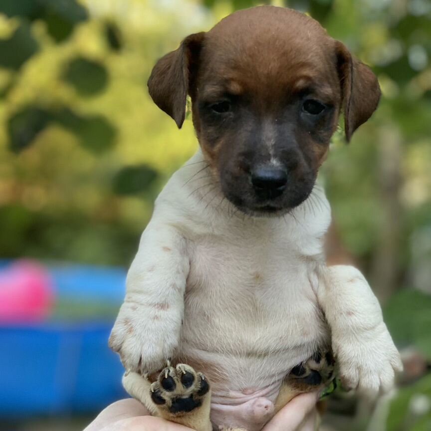 Малыш Джек Рассел Терьера