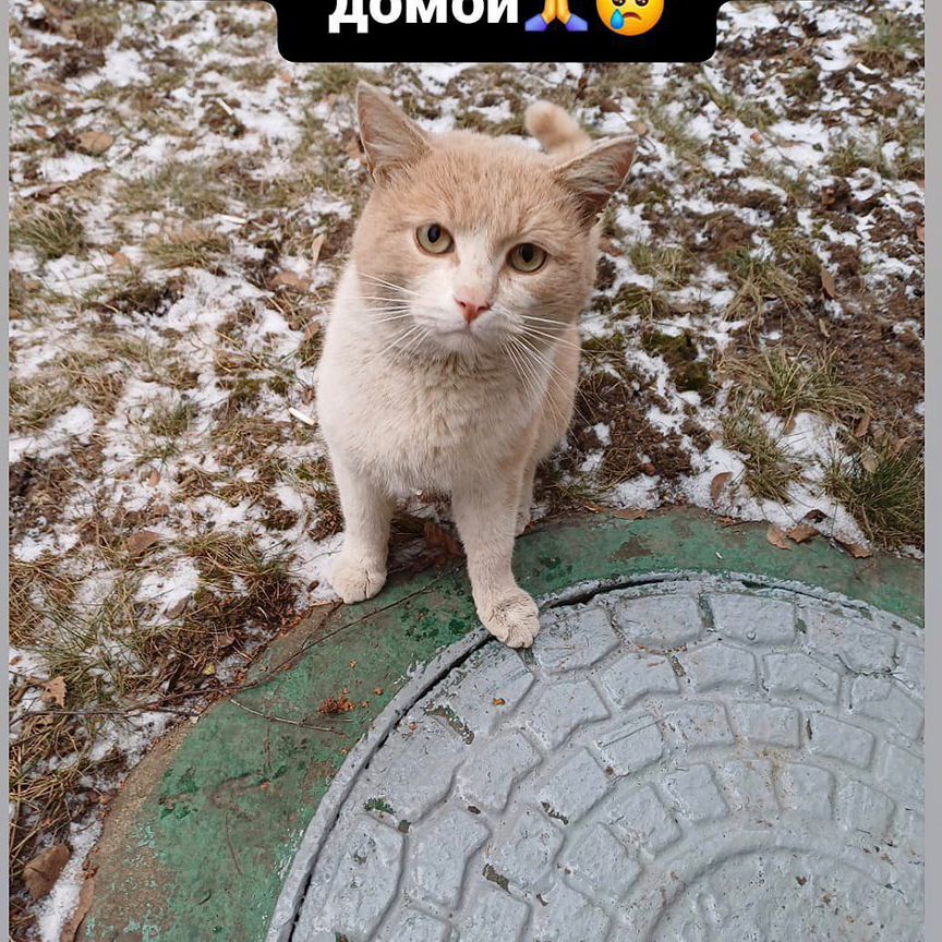 Молодой котик ходит за людьми