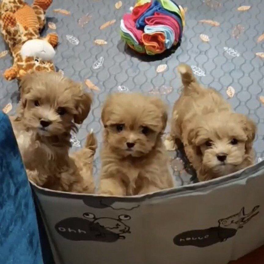 Мальтипу, щенок