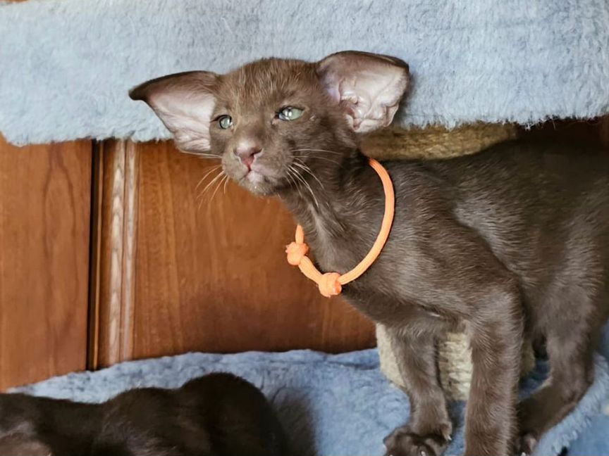 Ориентальные котята экстрим