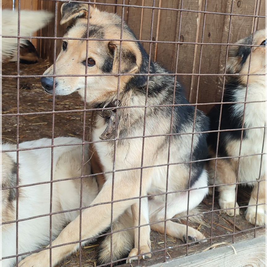 Взрослый пёс в добрые руки