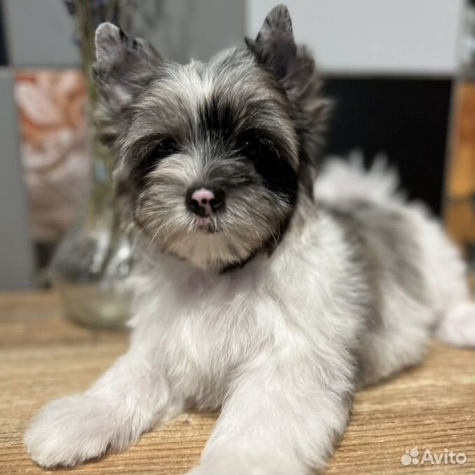 Девочка блюберри