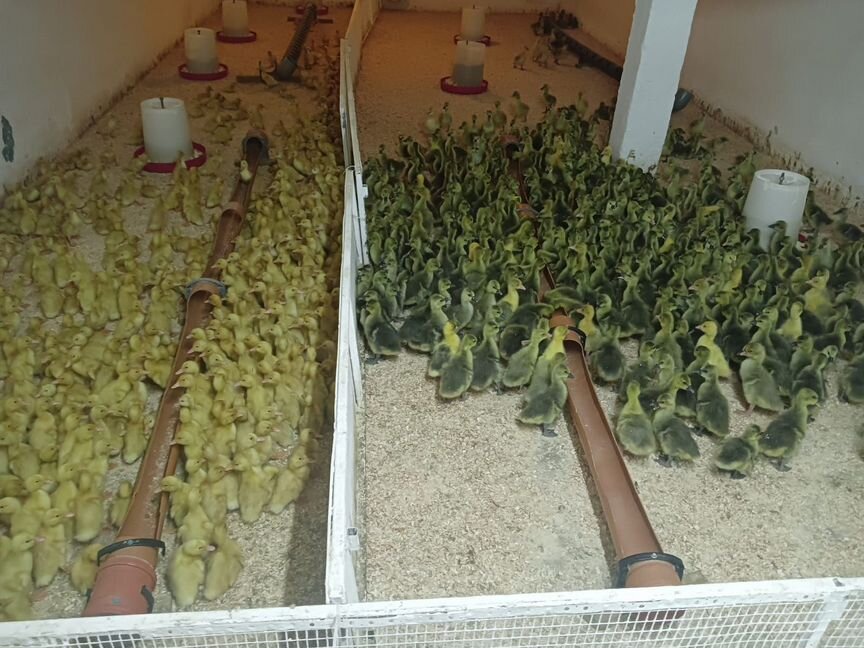 Цыплята