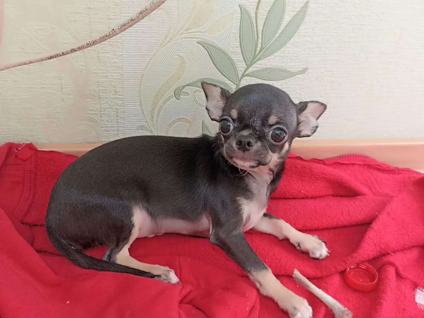 Щенок Чихуахуа