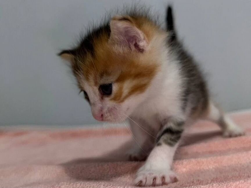 Котенок в добрые руки