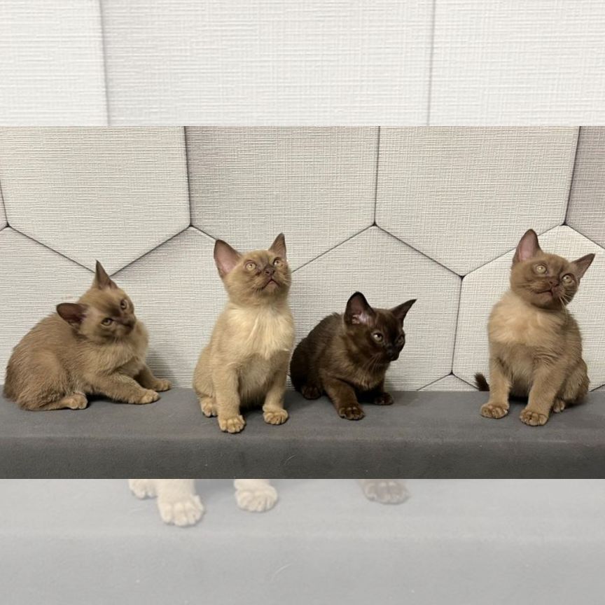 Европейский бурманский котёнок