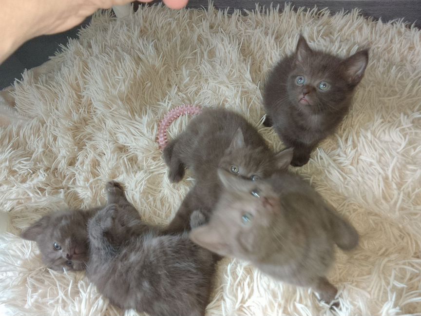 Мраморные шотландские котята