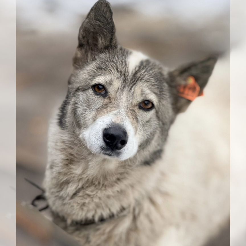 Взрослая собака в добрые руки