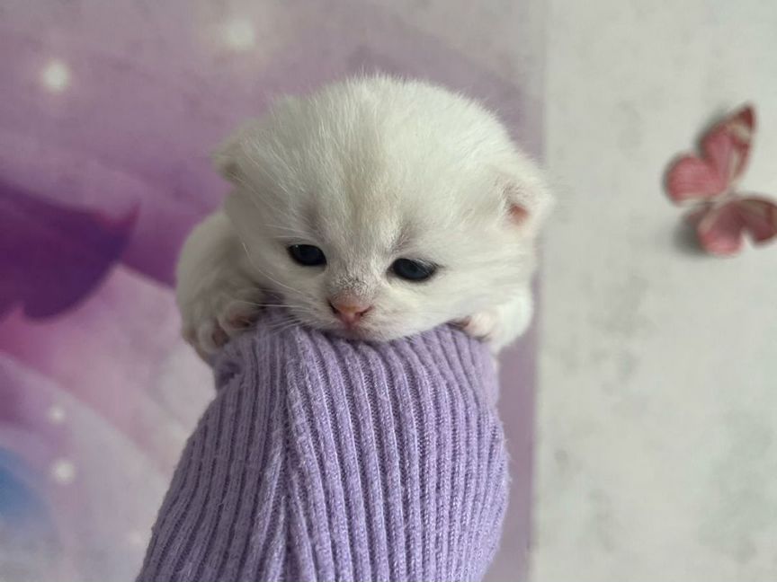 Британская серебристая шиншила (девочка)