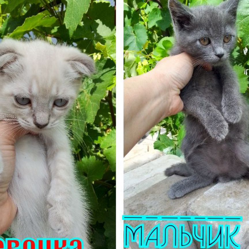 Котята в добрые руки
