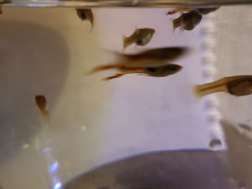 Аквариумные рыбки гуппи эндлера