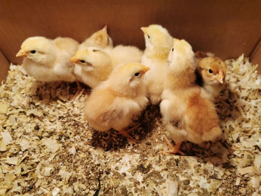 Веселые цыплята