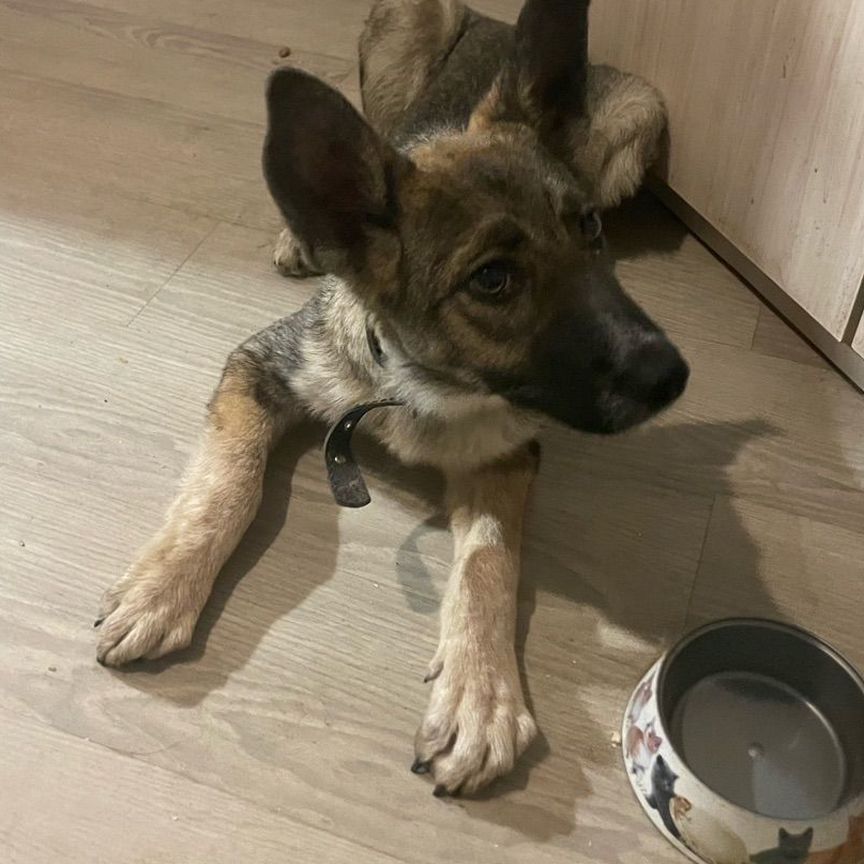 Щенок в добрые руки