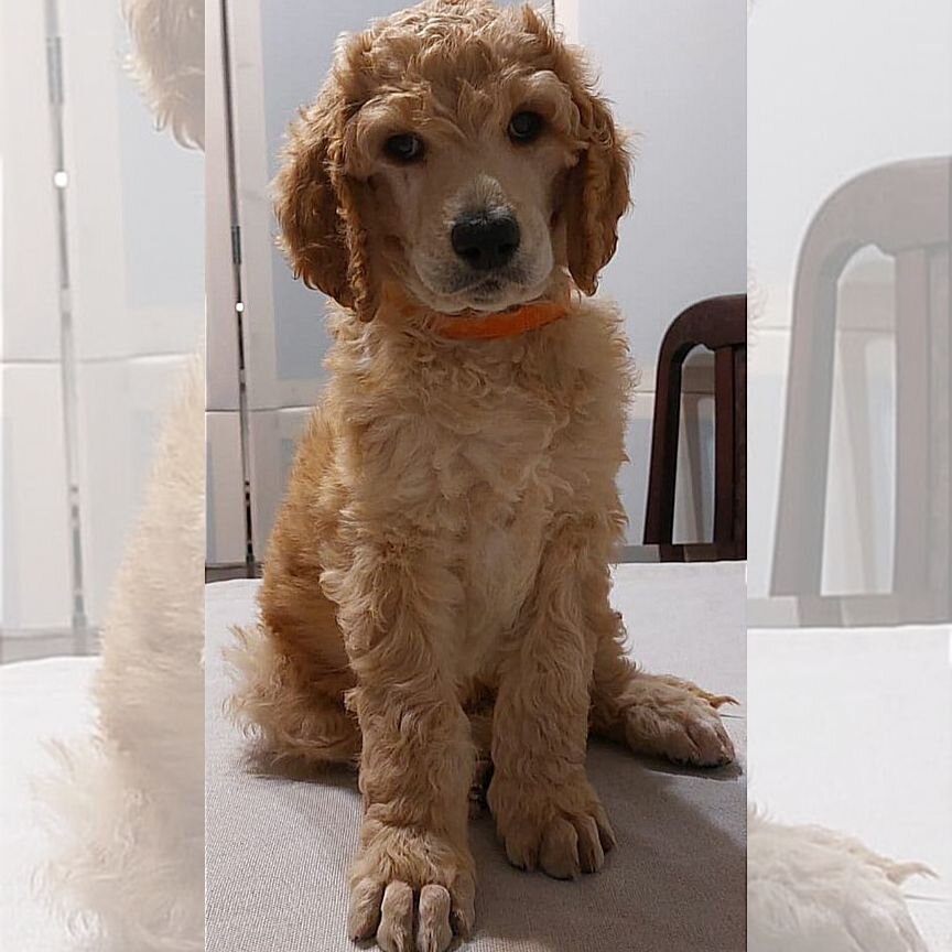 Щенки большого абрикосового пуделя