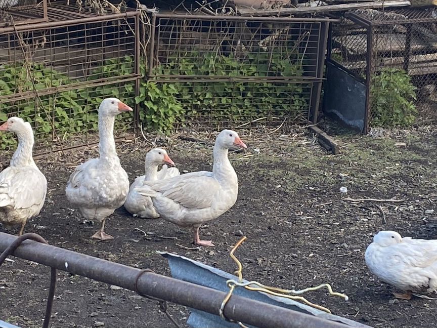 Продам домашних гусей