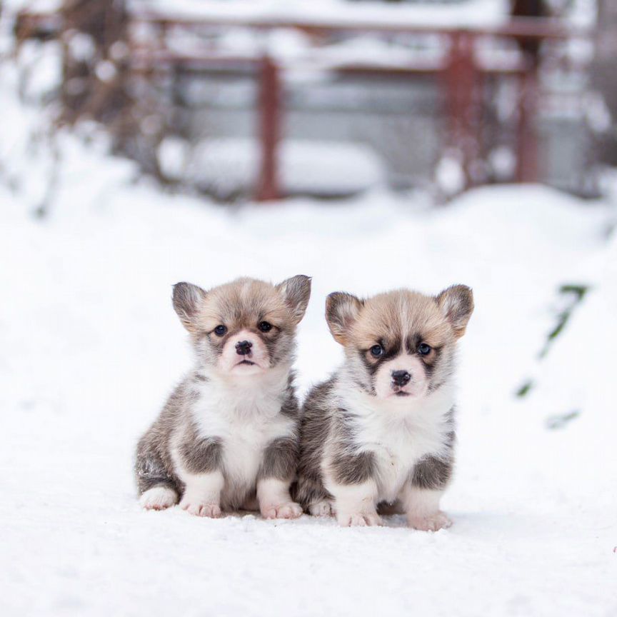 Вельш Корги Пемброк, щенок