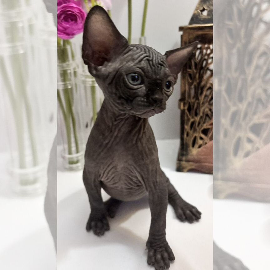 Канадский сфинкс котёнок