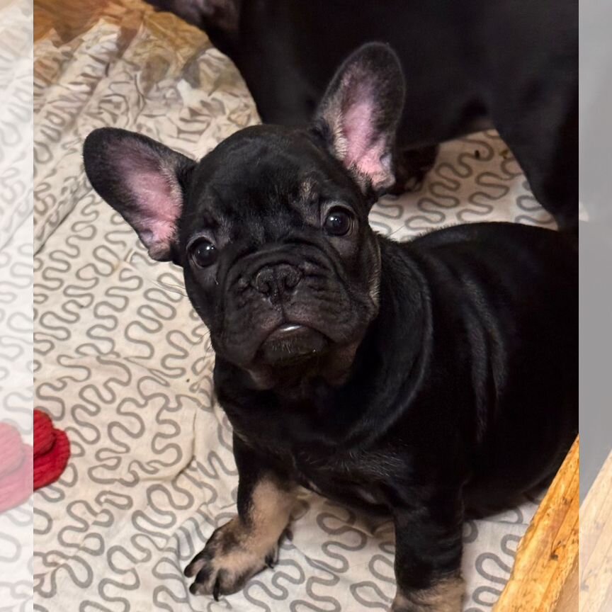 Французский бульдог, щенок