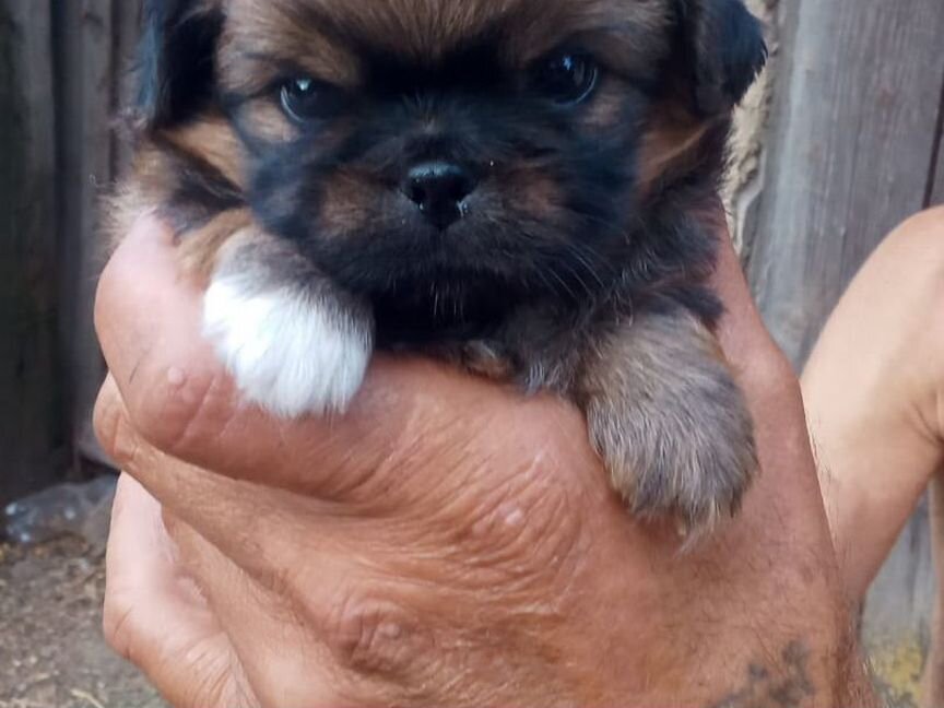 Щенки пекинеса