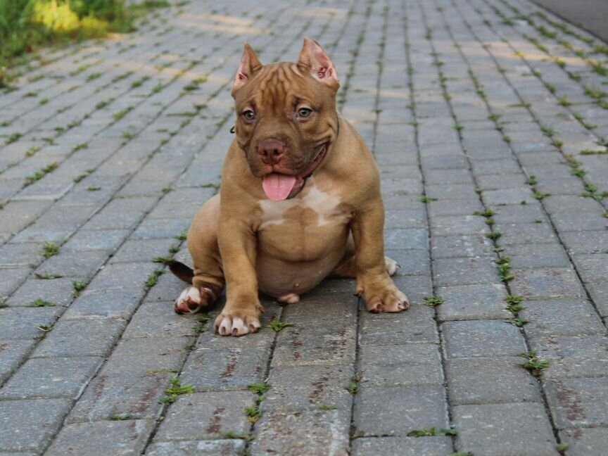 Американский булли кобель