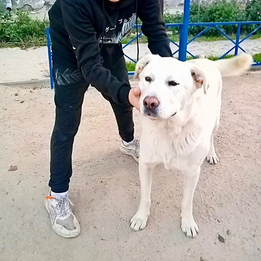 Дружелюбный пес ищет любящий дом